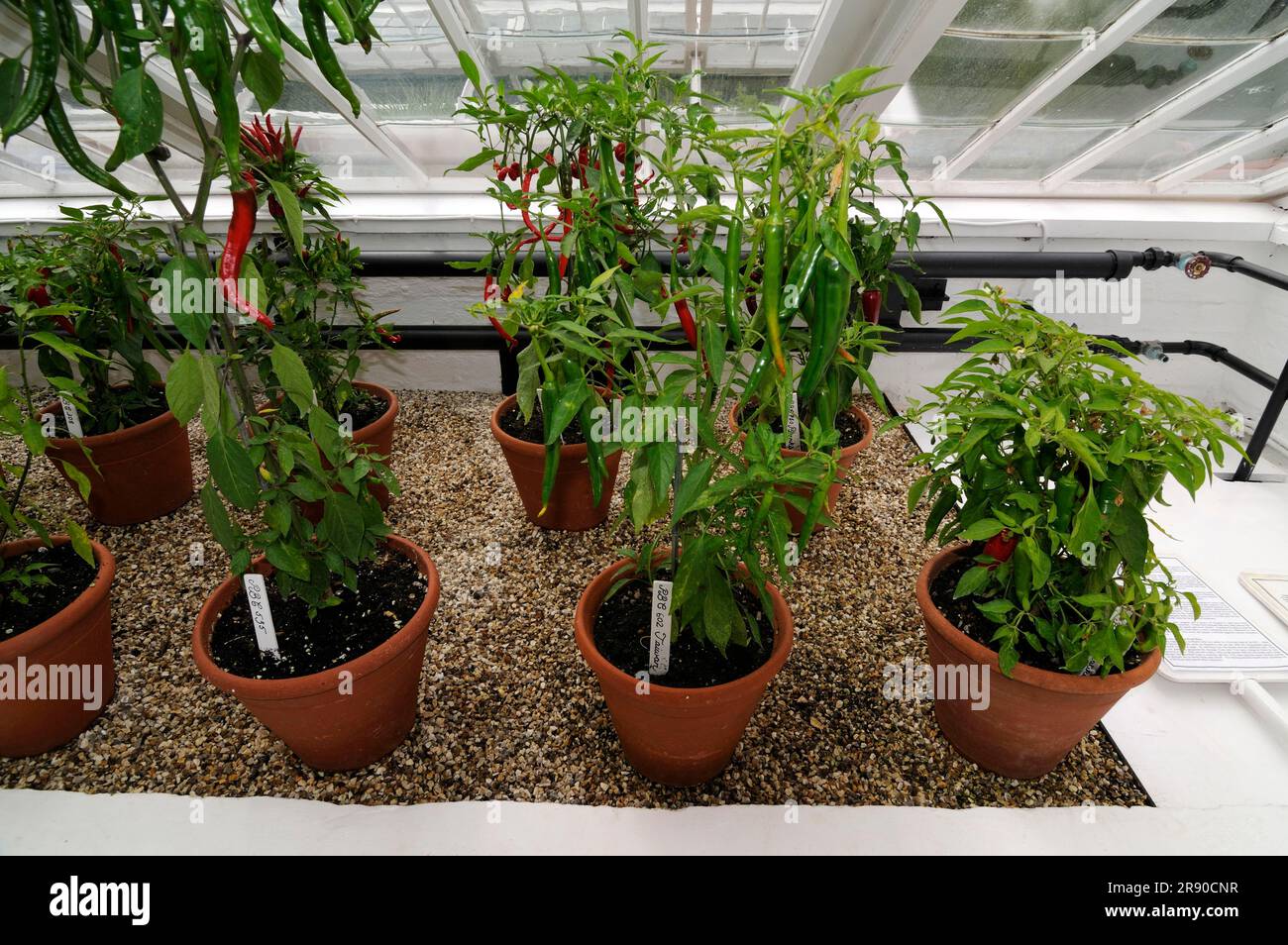 Chillies in Greenhouse, Chilli Stock Photo - Alamy