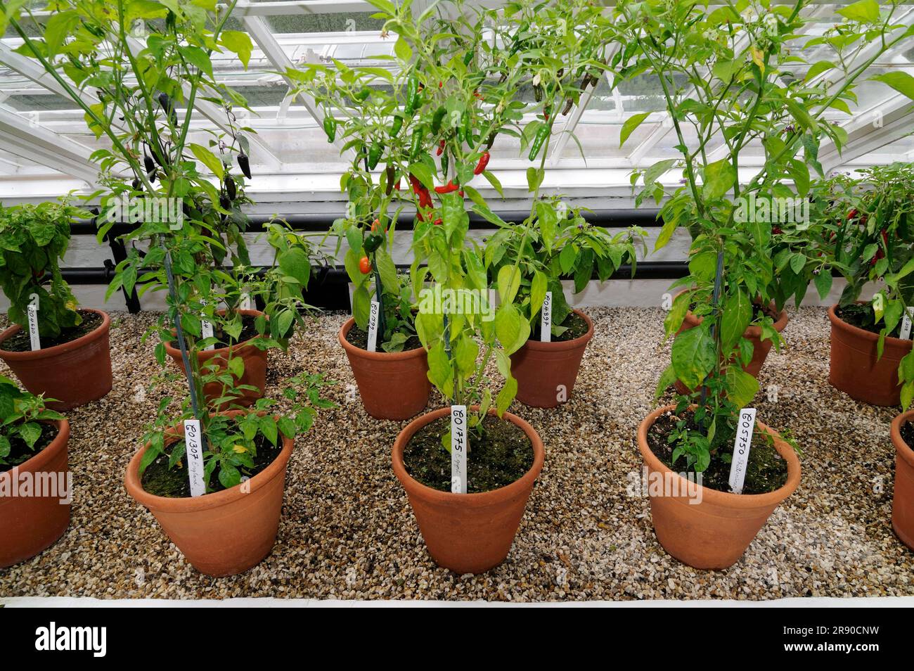 Chilli plant in greenhouse hi-res stock photography and images - Alamy