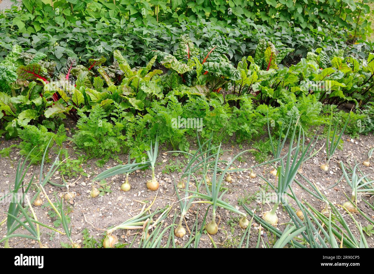 Vegetable bed with onion, carrots, chard, beans, vegetable bed Stock ...