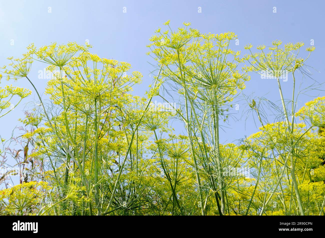 Common fennel (Foeniculum vulgare Stock Photo - Alamy