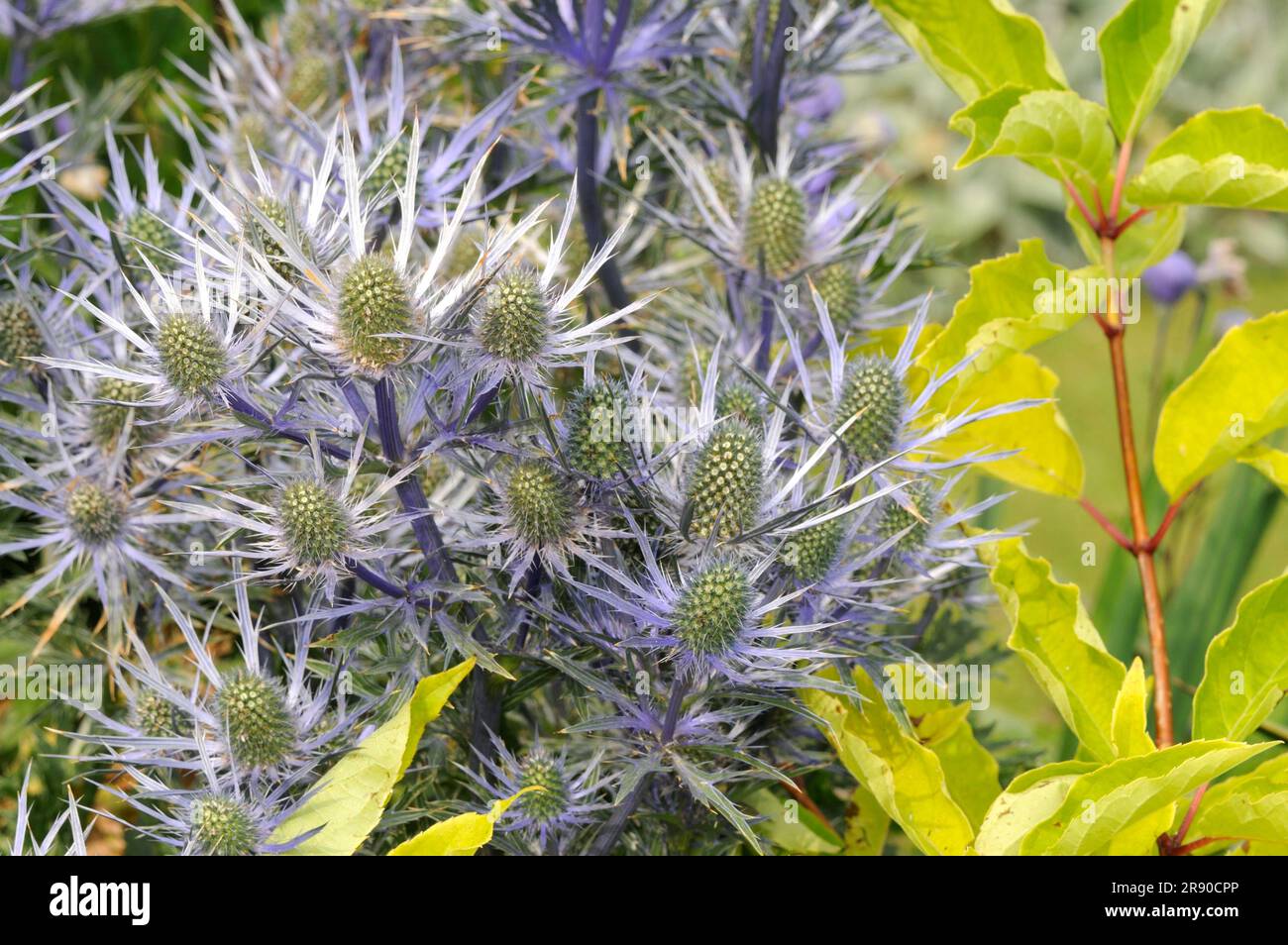 Man-trefoil (Eryngium planum), Blue thistle Stock Photo - Alamy