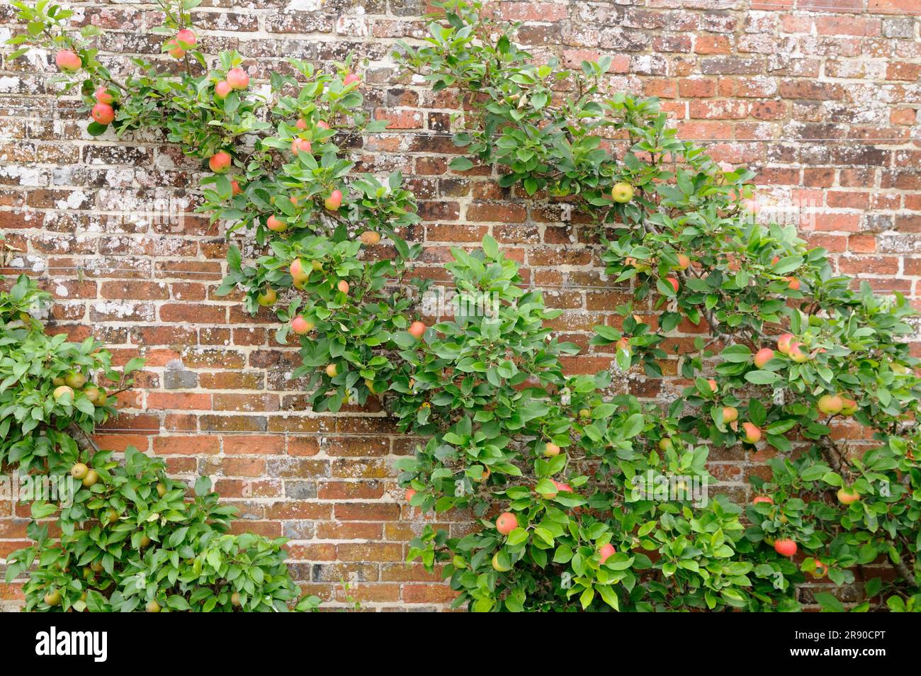 Fruit trellis hi-res stock photography and images - Alamy