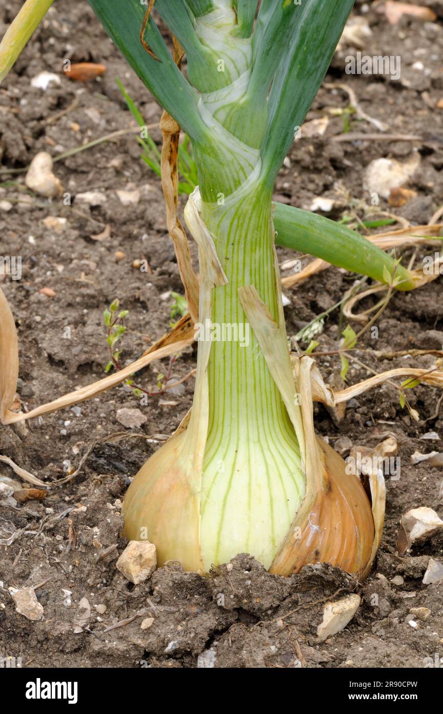 Common onion (Allium cepa) 'Sturon Stock Photo - Alamy