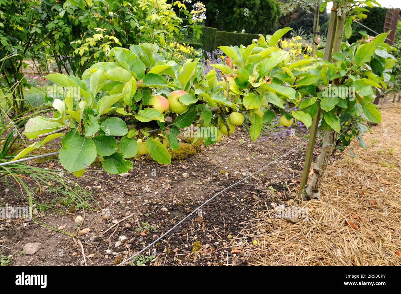 Espalier trellis hi-res stock photography and images - Alamy