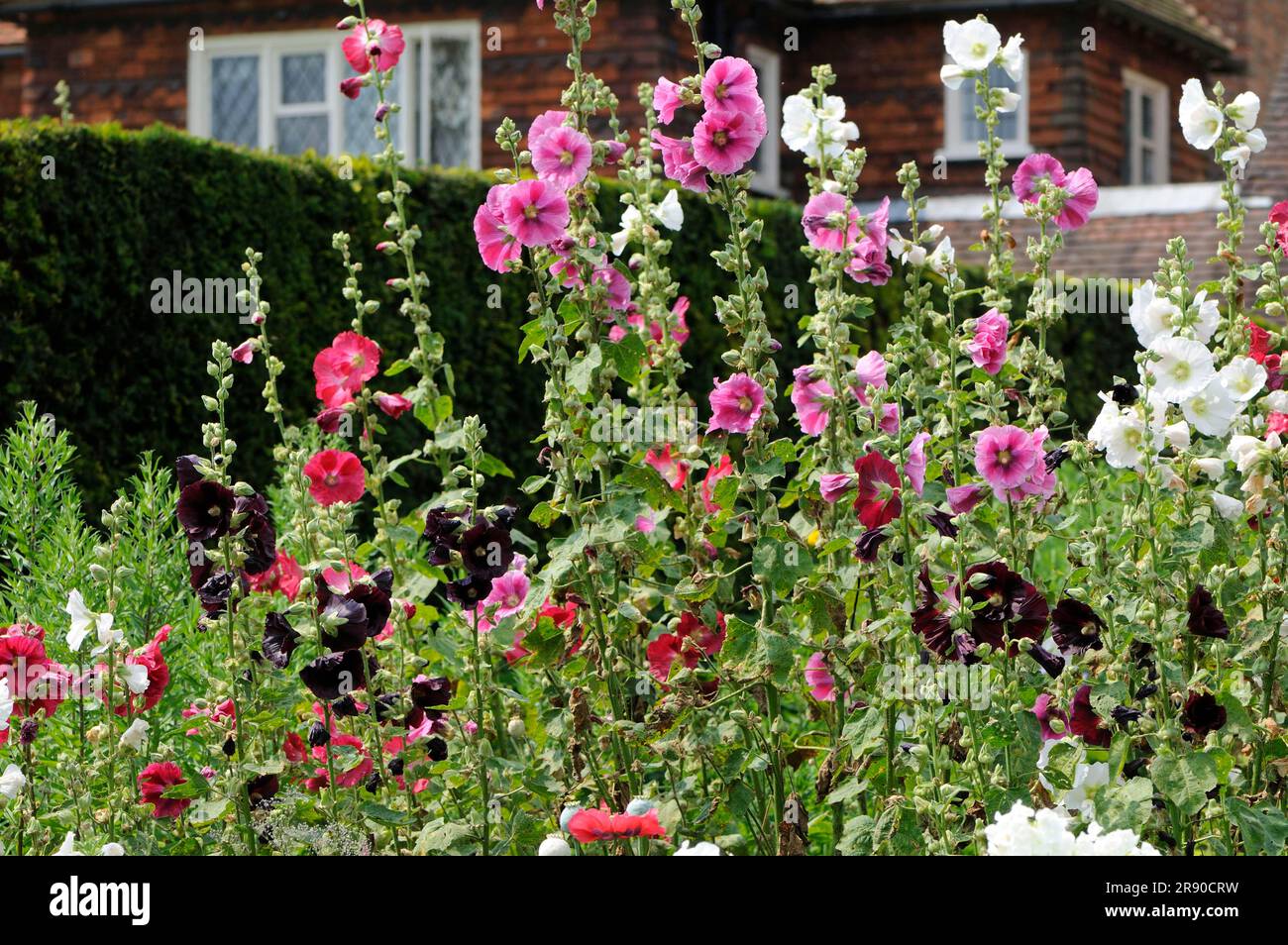 Hollyhock (Alcea rosea hybride) (Althaea rosea hybride Stock Photo - Alamy