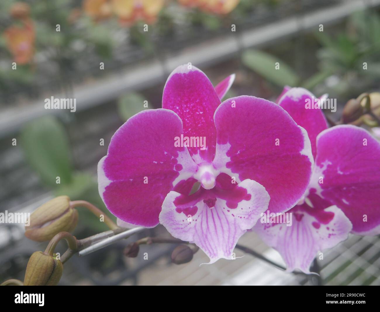 Buy red orchid hi-res stock photography and images - Alamy