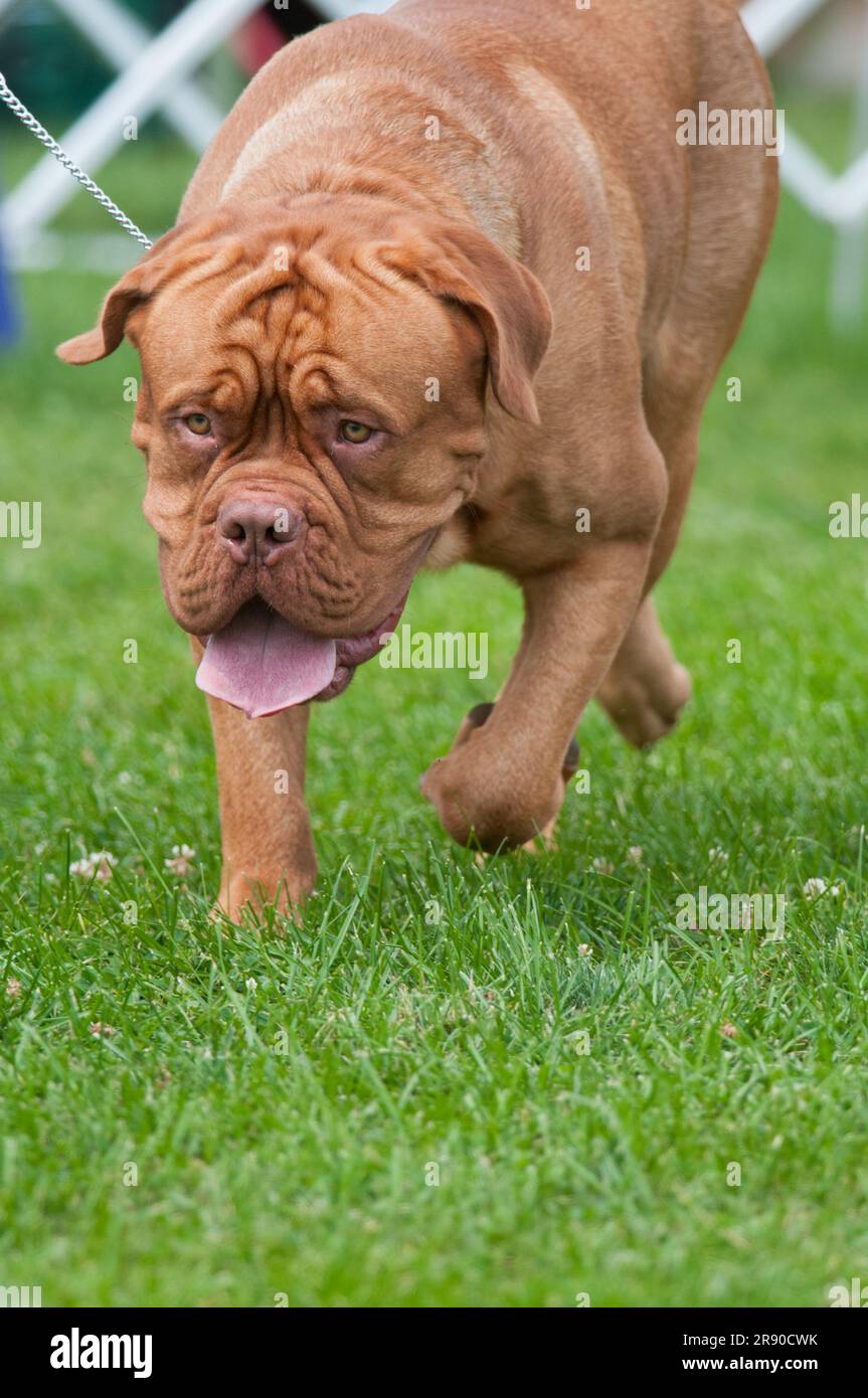 Tongue hanging out of dogs mouth hi-res stock photography and images ...