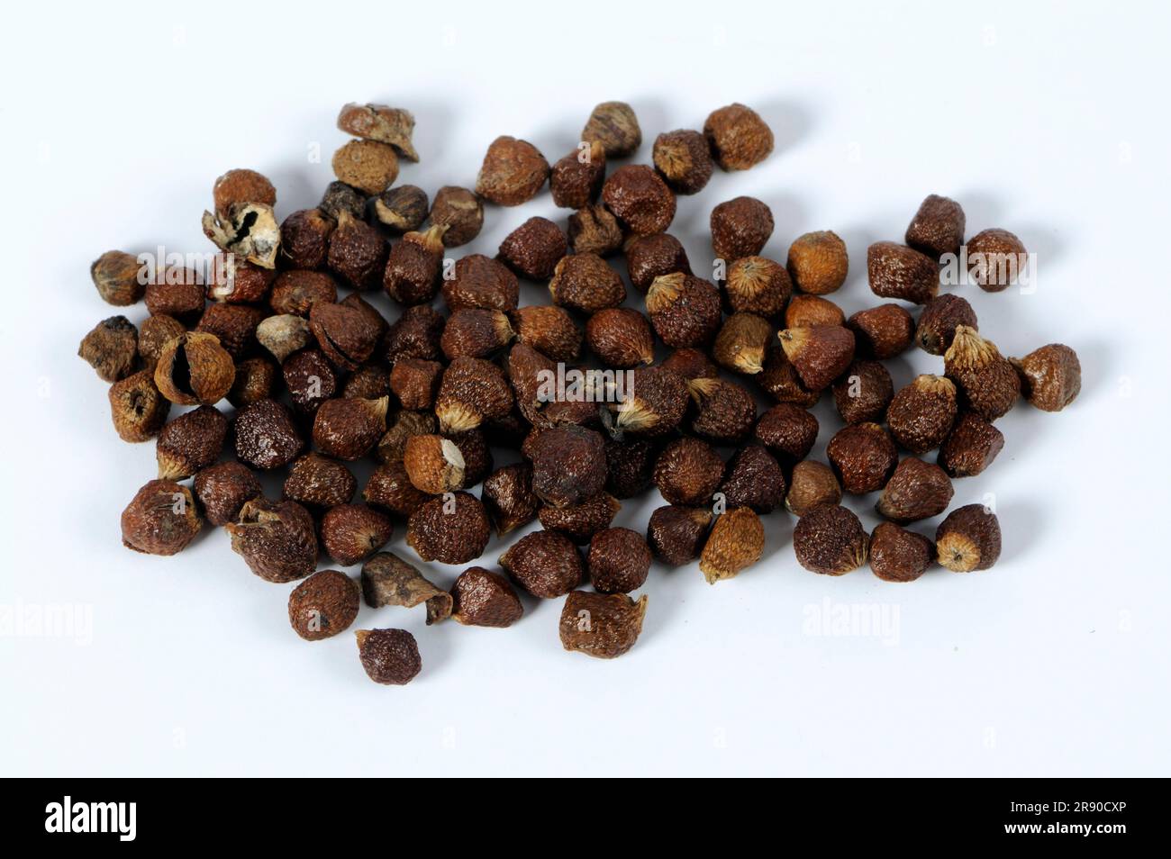 Grains of Paradise, Guinea Pepper, Malagetta Pepper, Melegueta Pepper ...