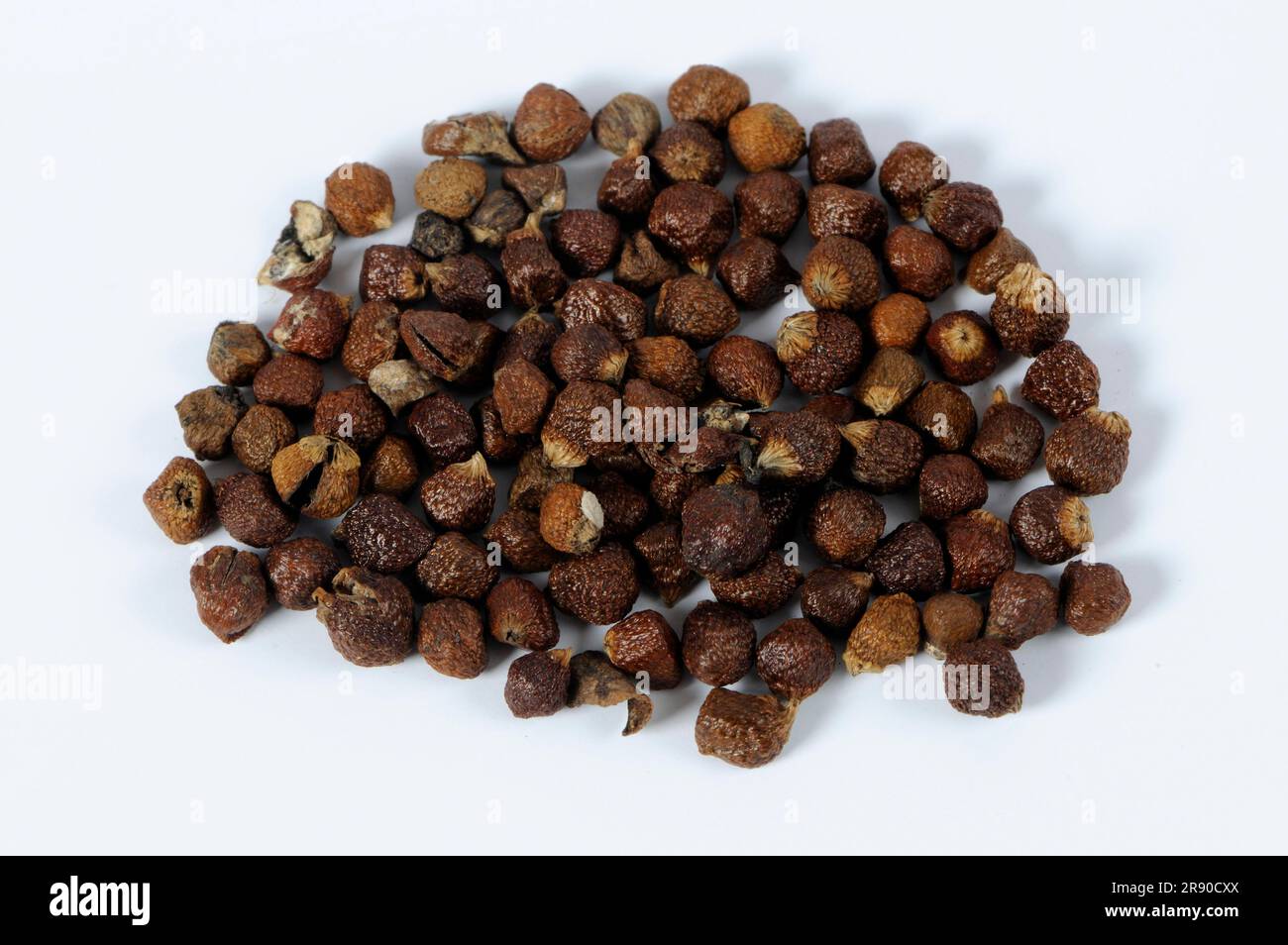 Grains of Paradise, Guinea Pepper, Malagetta Pepper, Melegueta Pepper ...