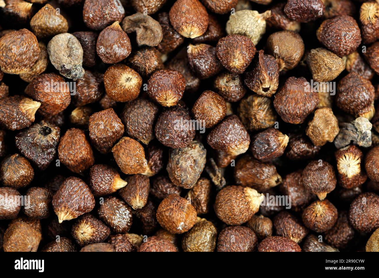 Grains of Paradise, Guinea Pepper, Malagetta Pepper, Melegueta Pepper ...