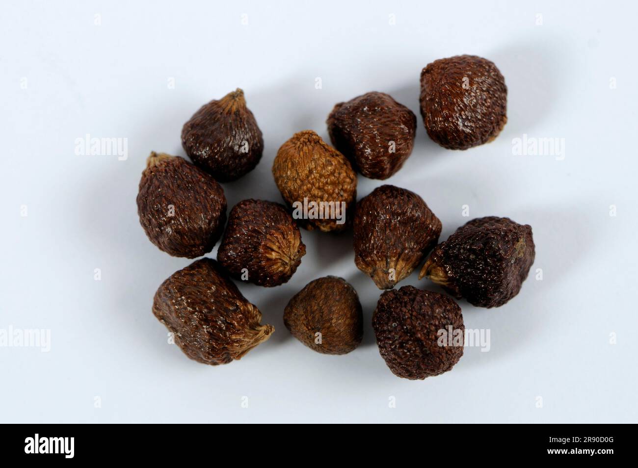 Grains of Paradise, Guinea Pepper, Malagetta Pepper, Melegueta Pepper ...