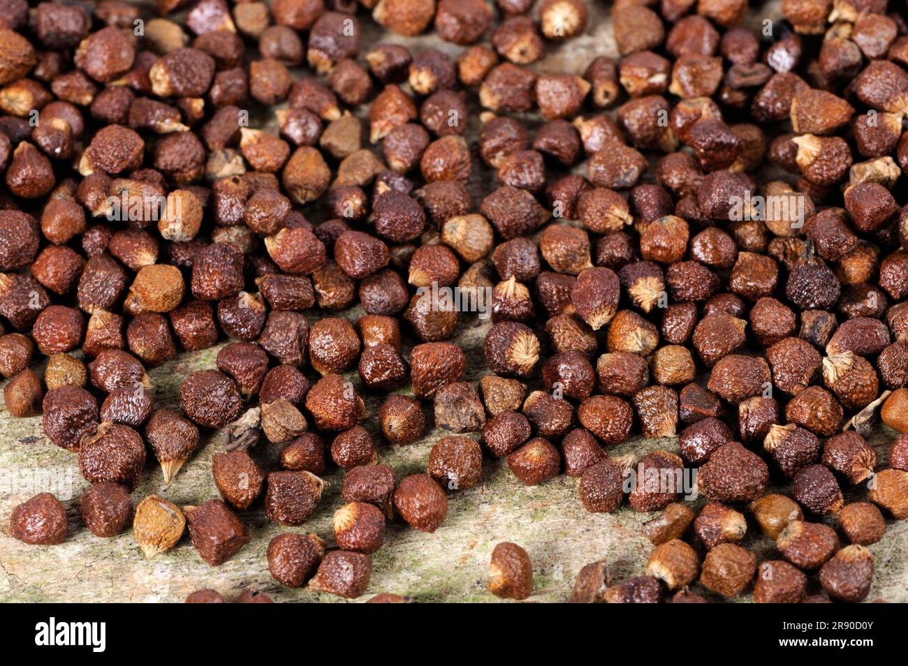 Grains of Paradise, Guinea Pepper, Malagetta Pepper, Melegueta Pepper ...