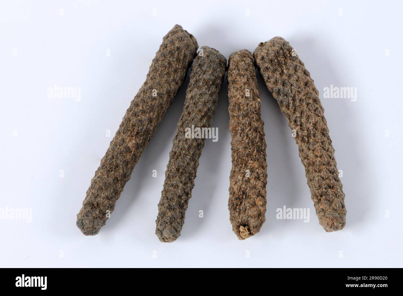 Pippali (Piper longum) (Piper retrofractum) Balinese pepper, Jaborandi ...