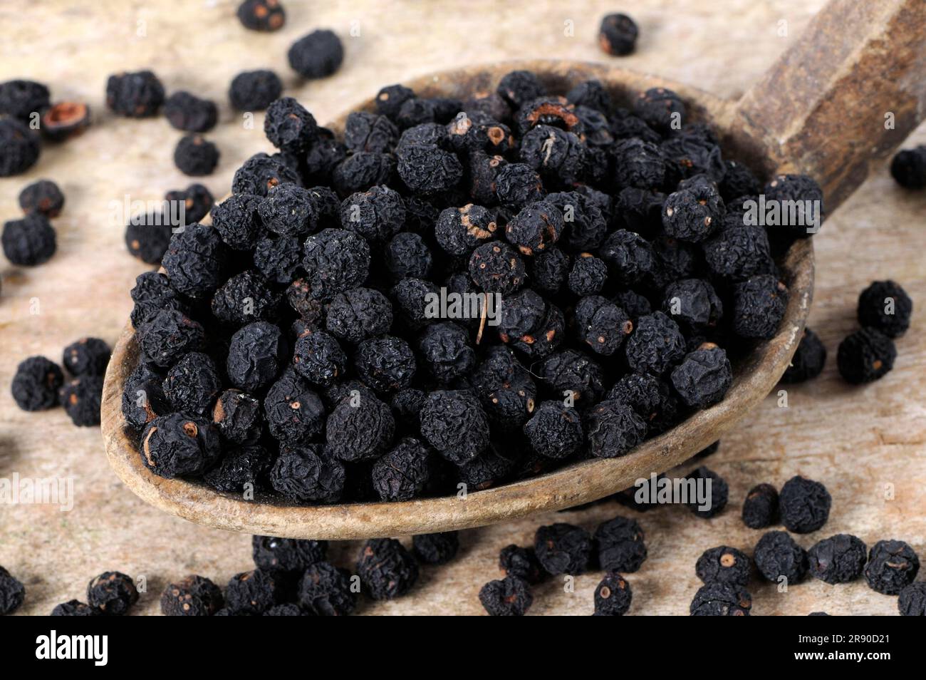 Tasmanian pepper (Tasmannia lanceolata), mountain pepper, Australian ...