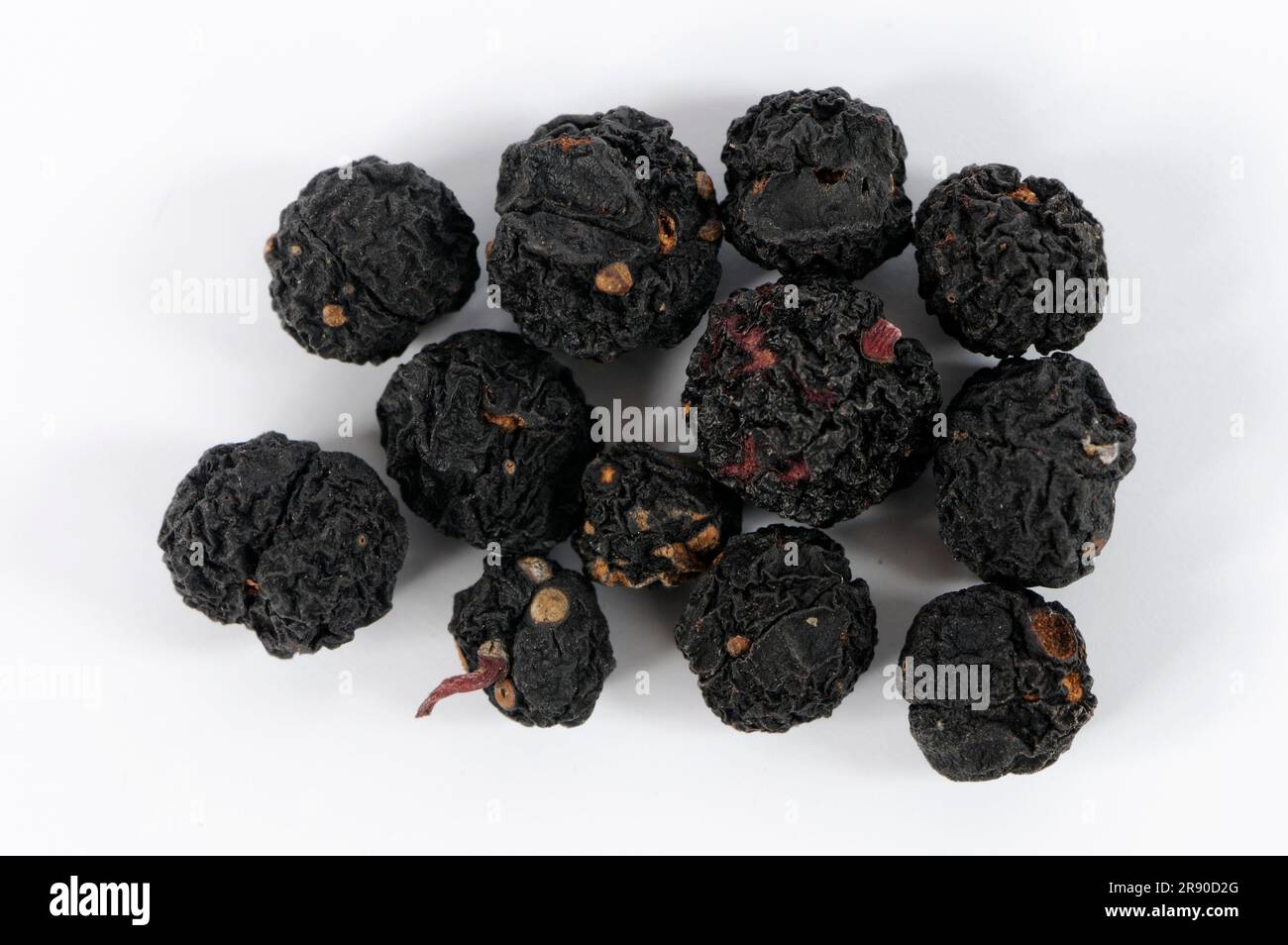 Tasmanian pepper (Tasmannia lanceolata), mountain pepper, Australian ...