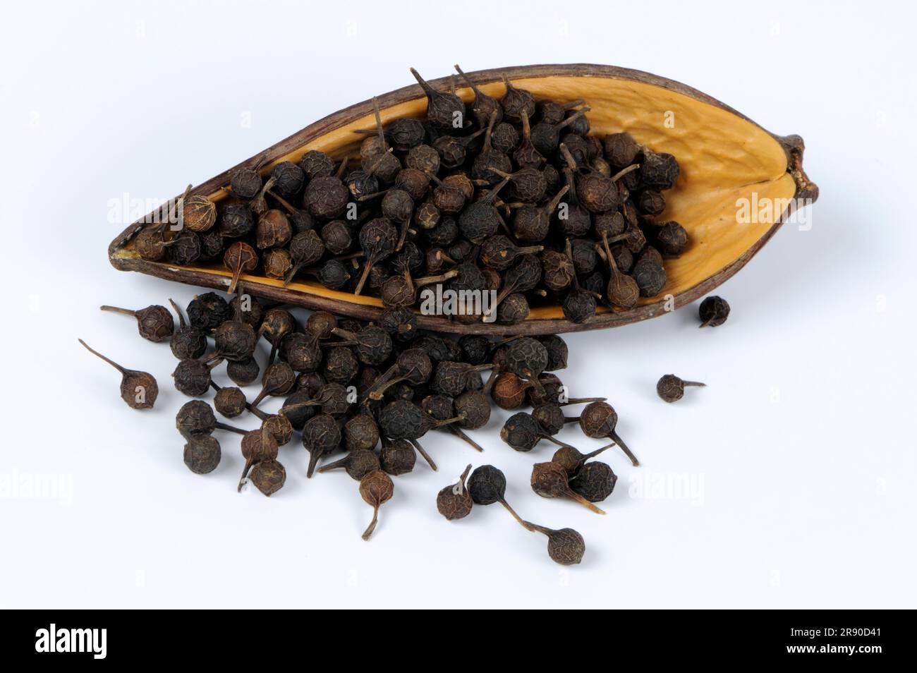 Cubeb pepper (Piper cubeba) , cubeb pepper, cubeb pepper Stock Photo ...