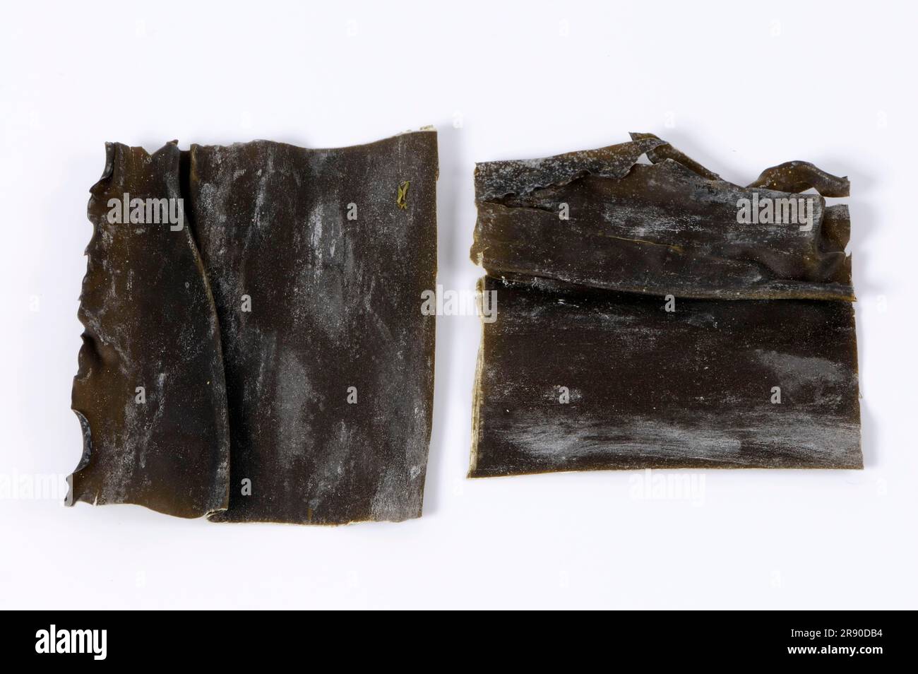 Seaweed cutout hi-res stock photography and images - Alamy