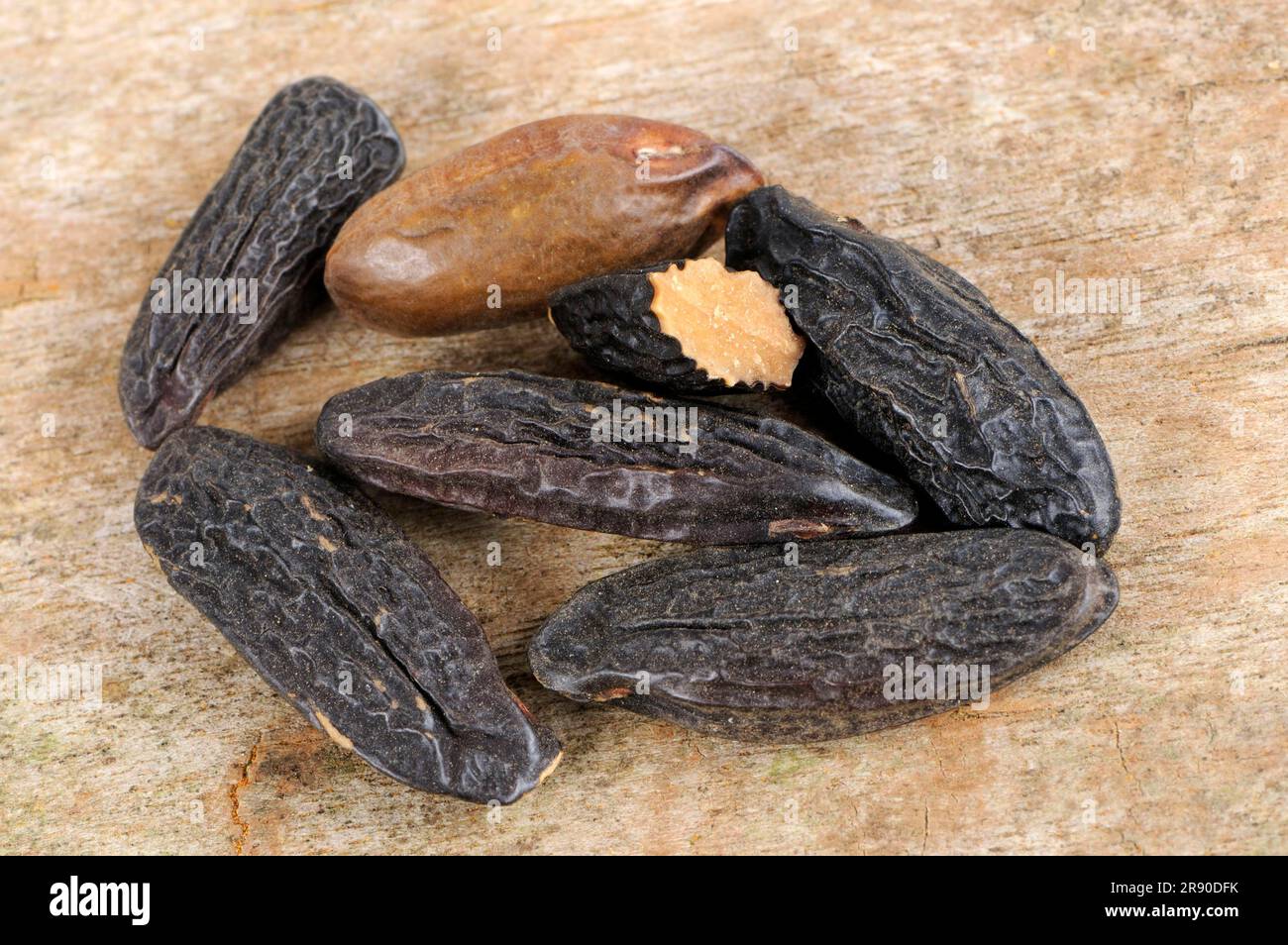 (Coumarouna odorata) (Dipteryx odorata), Tonka bean, Tonka beans Stock ...