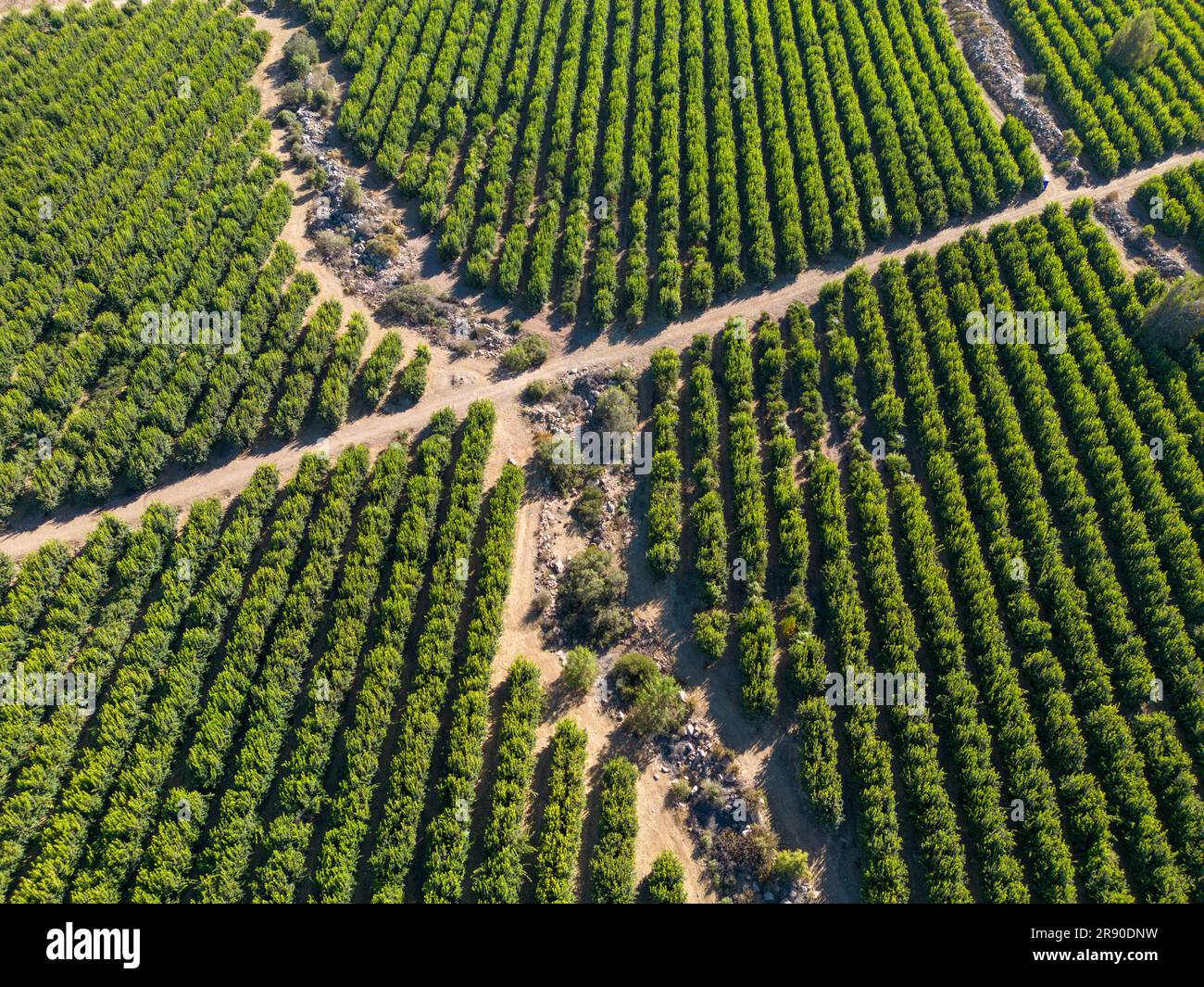Aerial view of citriculture in Petorca in Chile, South America ...