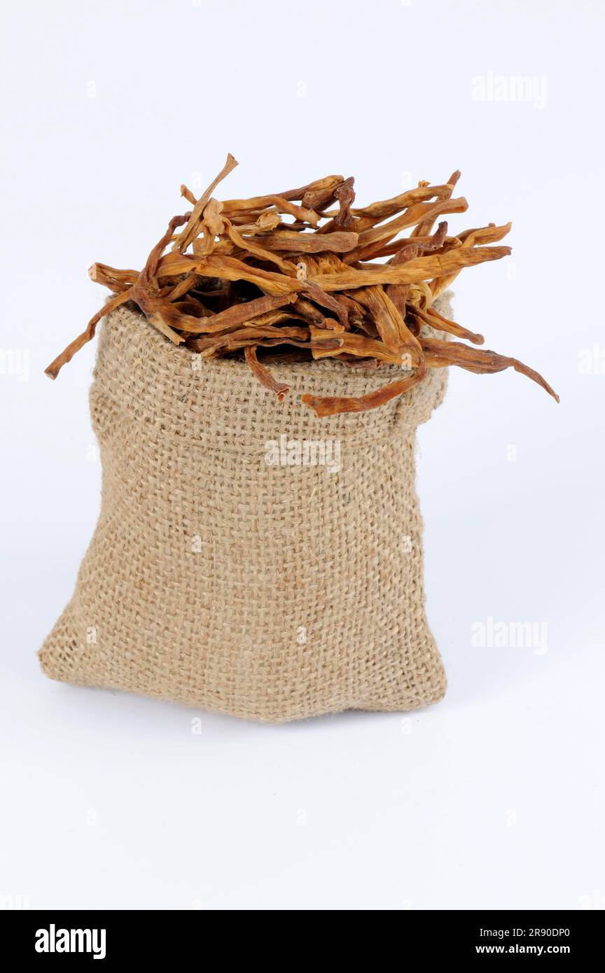 Dried, lily flowers Stock Photo - Alamy