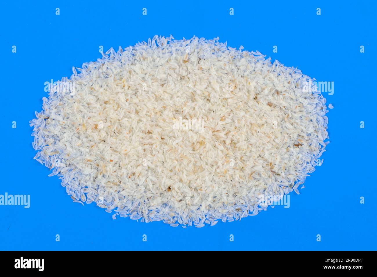 Sand plantain, pods (Plantago afra), psyllium plantain (Plantago ...