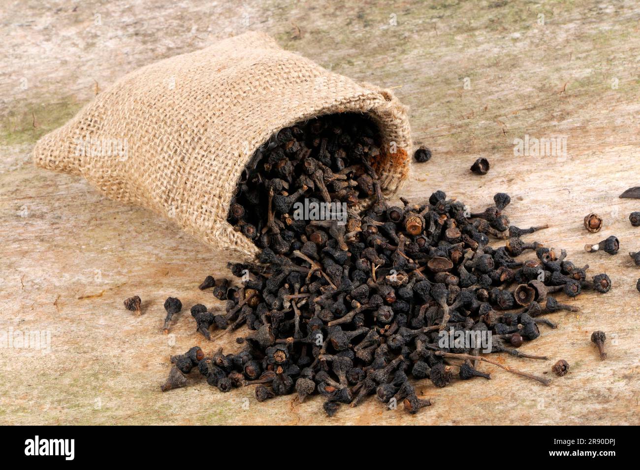 Cinnamon flower (Cinnamomum Stock Photo - Alamy