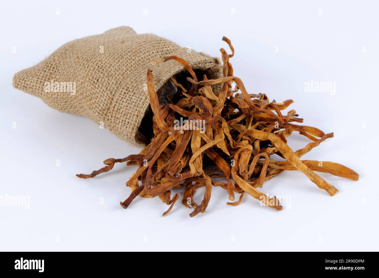 Dried, lily flowers Stock Photo - Alamy