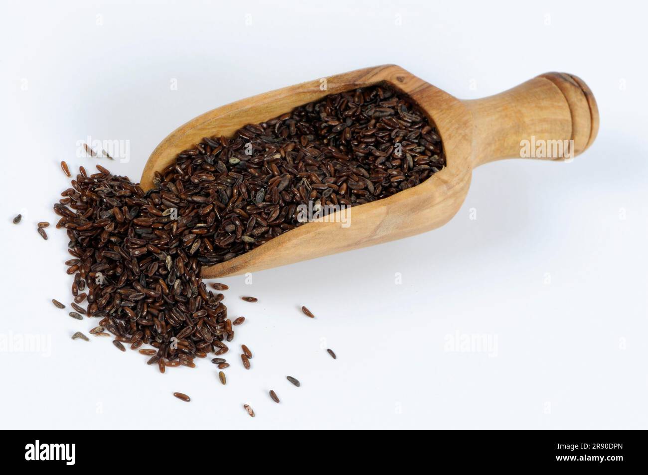 Sand plantain, seed (Plantago afra), psyllium plantain (Plantago ...