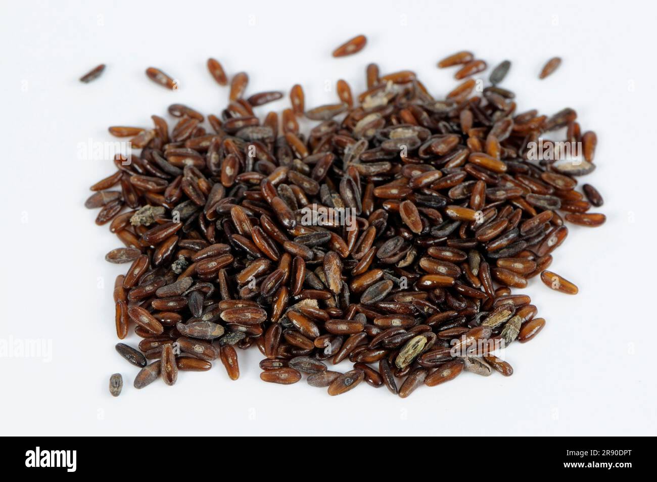 Sand plantain, seed (Plantago afra), psyllium plantain (Plantago ...