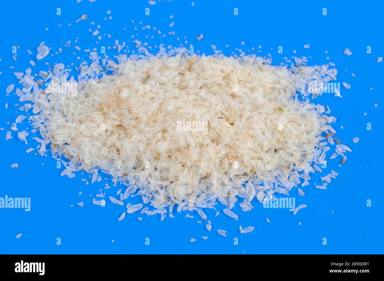 Sand plantain, pods (Plantago afra), psyllium plantain (Plantago ...