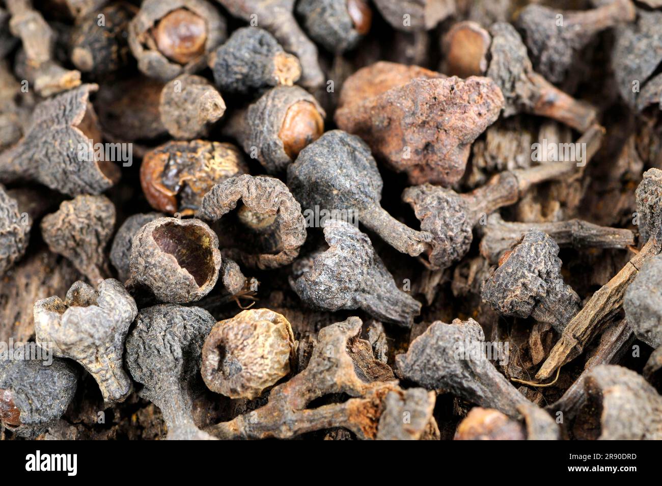 Cinnamon flower (Cinnamomun spec.) (Cinnamomun Stock Photo - Alamy