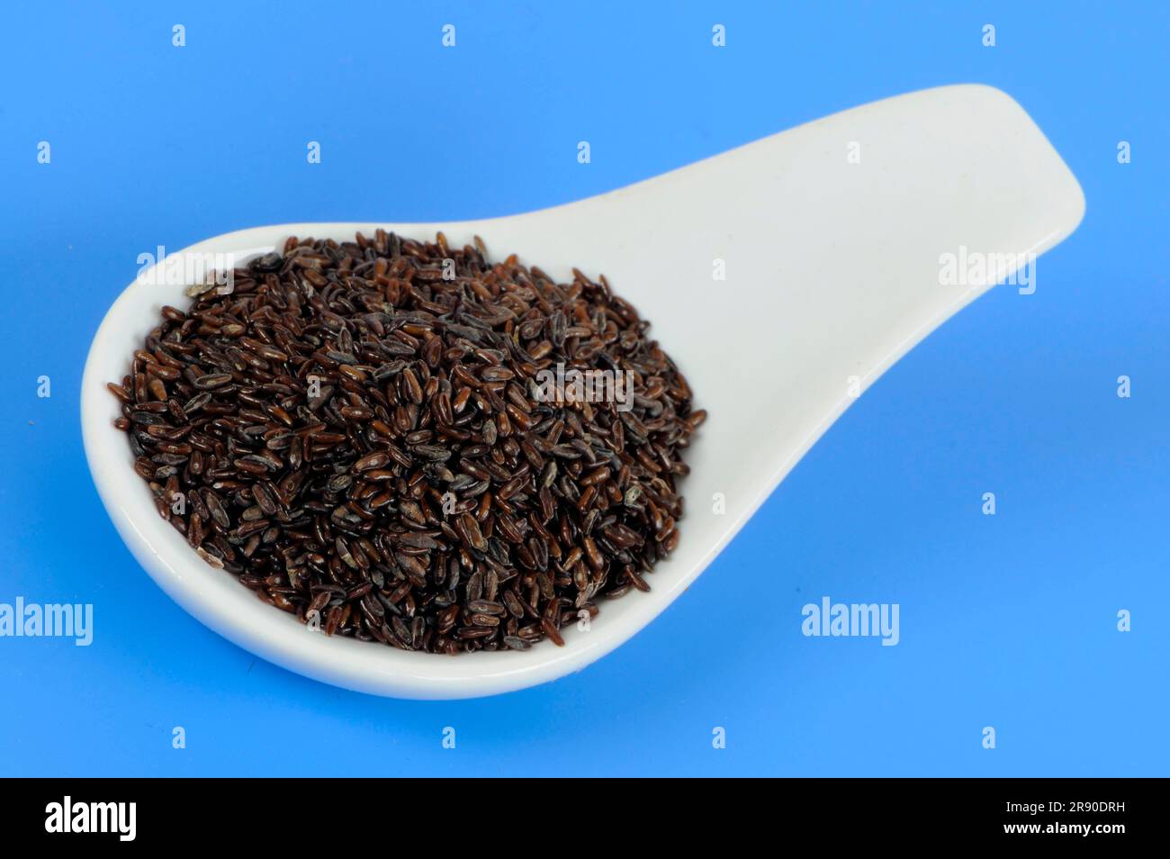 Sand plantain, seed (Plantago afra), psyllium plantain (Plantago ...