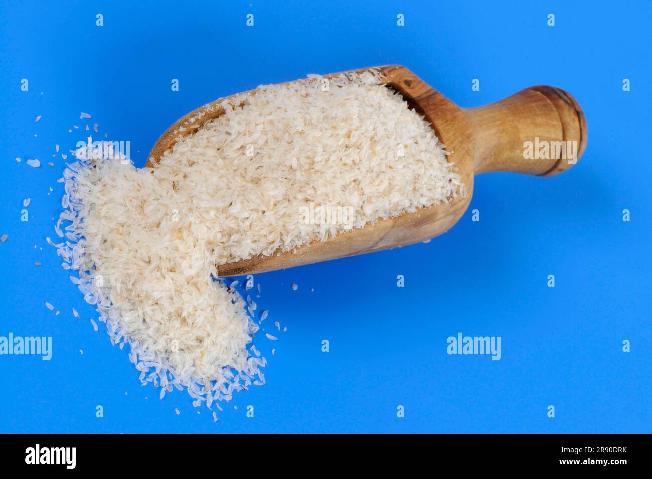 Sand plantain, pods (Plantago afra), psyllium plantain (Plantago ...