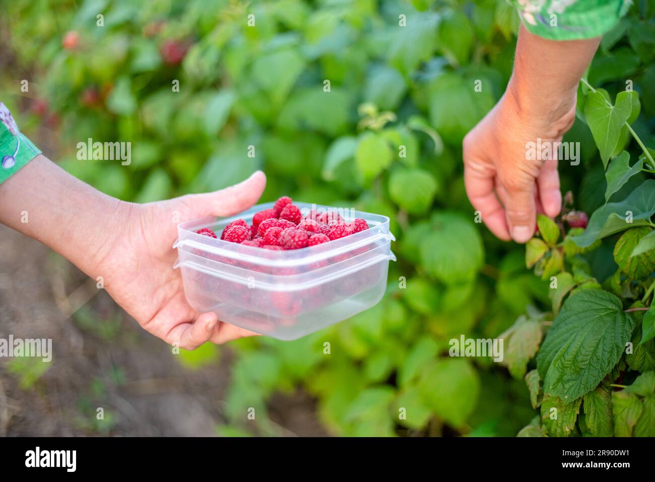 harvesting ripe red raspberries. The farmer puts the berries in a box ...