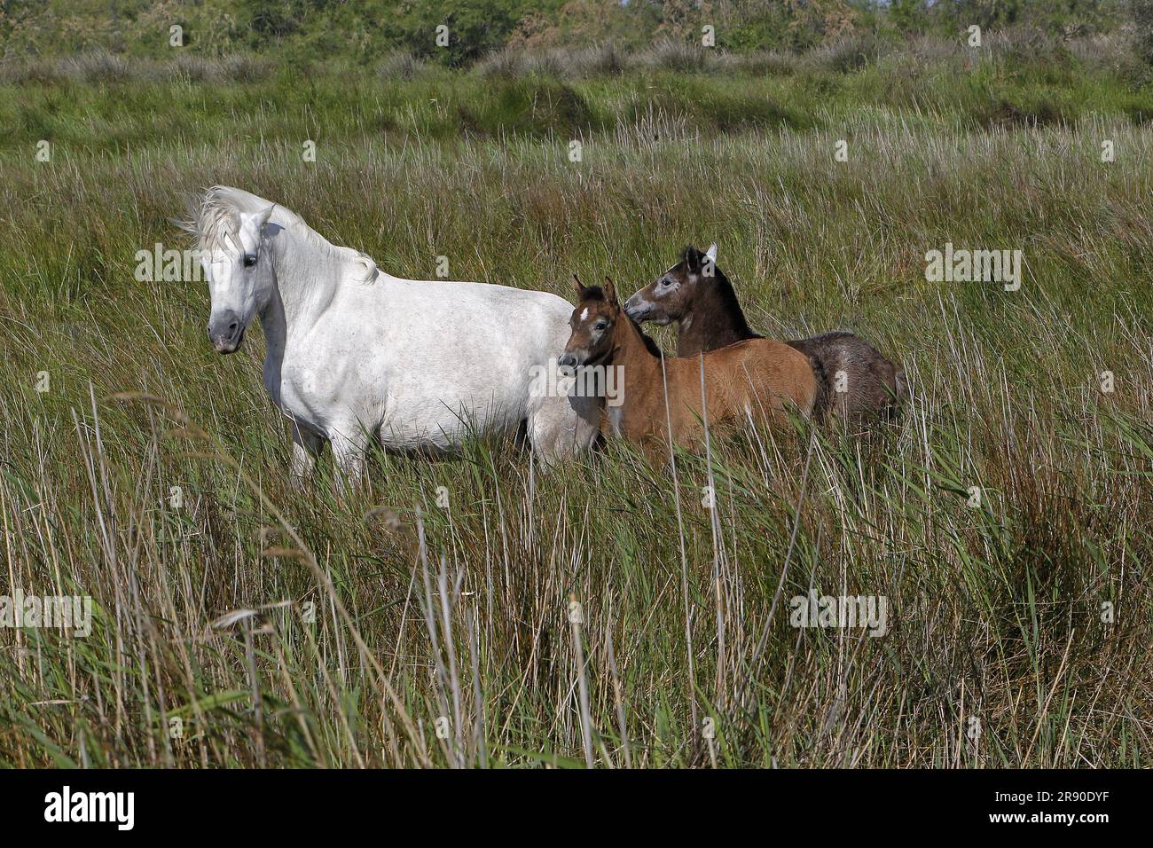 Camargue Horse, Mare and Foals Standing in Swamp, Saintes Marie de la ...