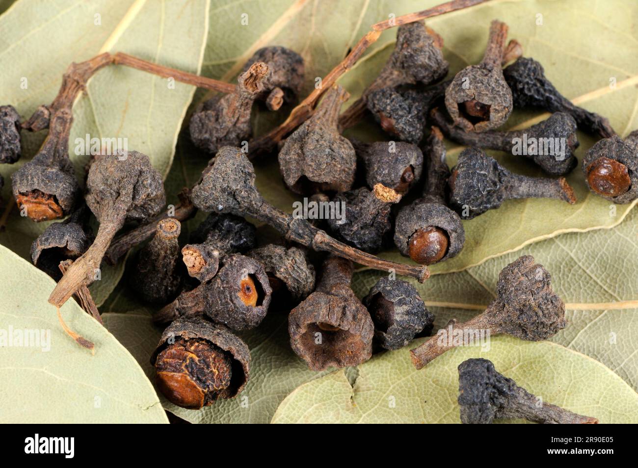 Cinnamon flower (Cinnamomum Stock Photo - Alamy
