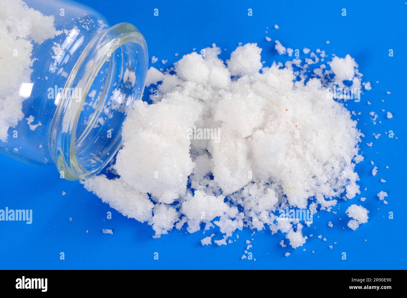 Camphor (Cinnamomum camphora), Cutout, Object Stock Photo - Alamy