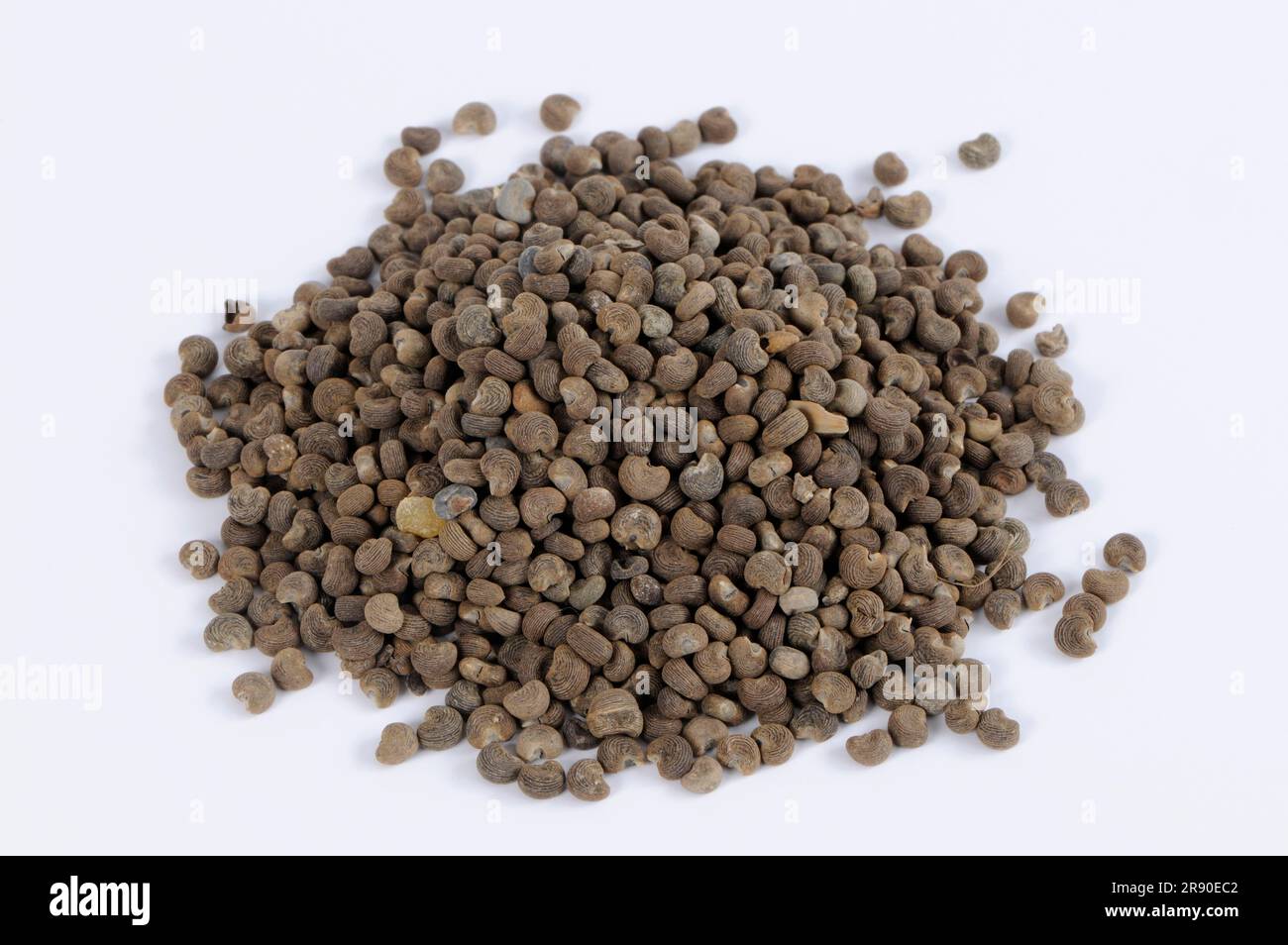 Musk grains (Hibiscus abelmoschus), Smoked wood, Freestanding, Object ...