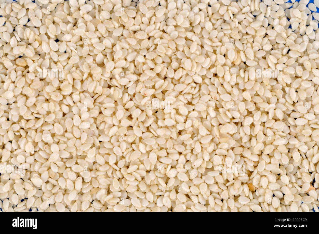 White sesame seed (Sesamum indicum Stock Photo - Alamy