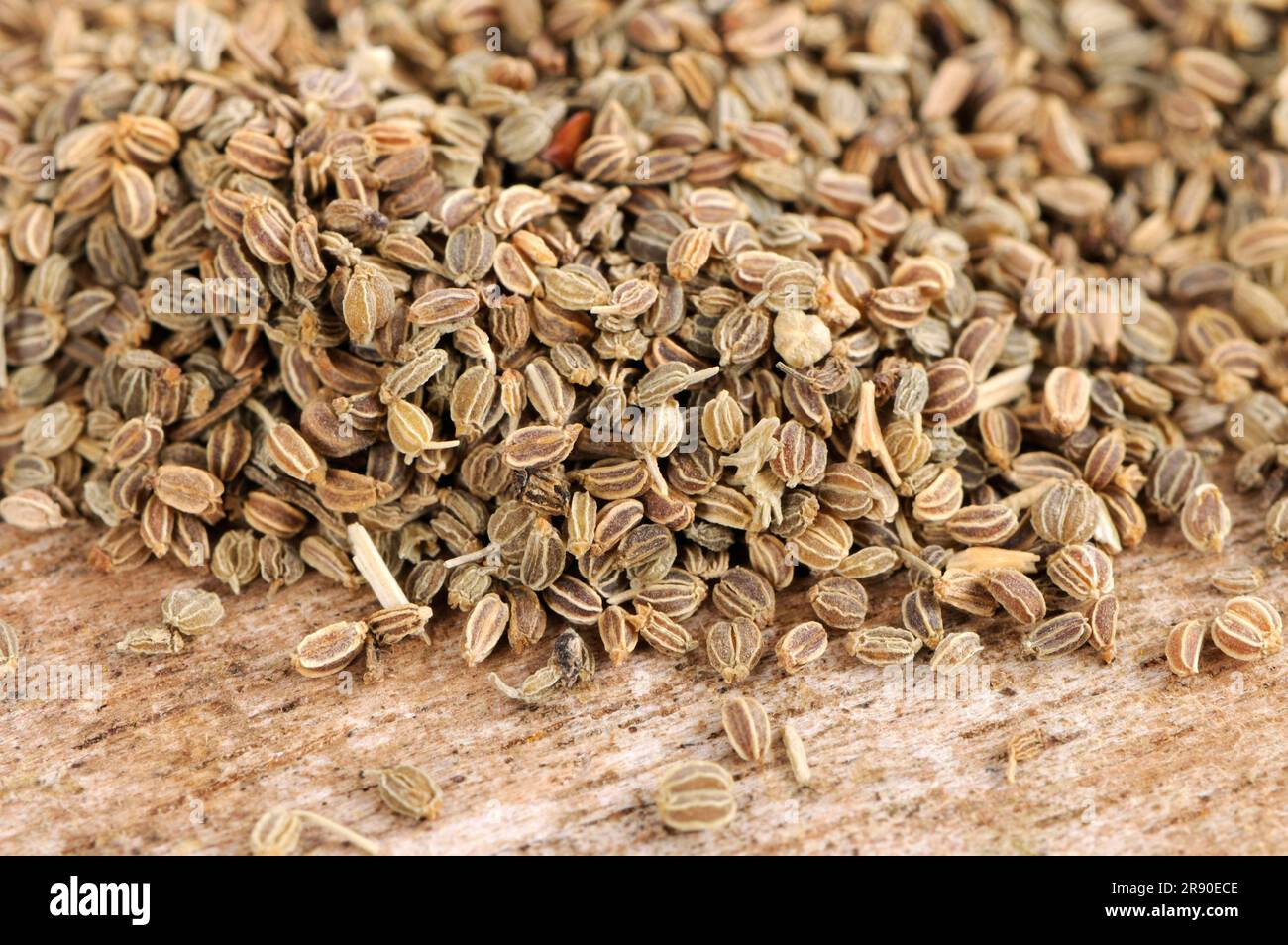 Celery seed (Apium graveolens Stock Photo - Alamy