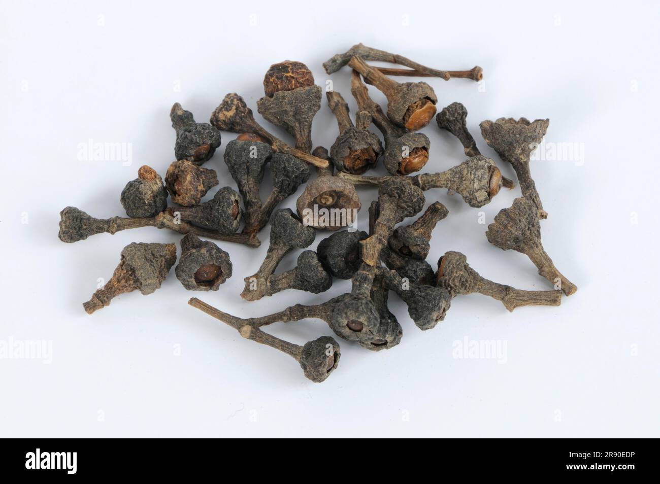 Cinnamon flower (Cinnamomum Stock Photo - Alamy