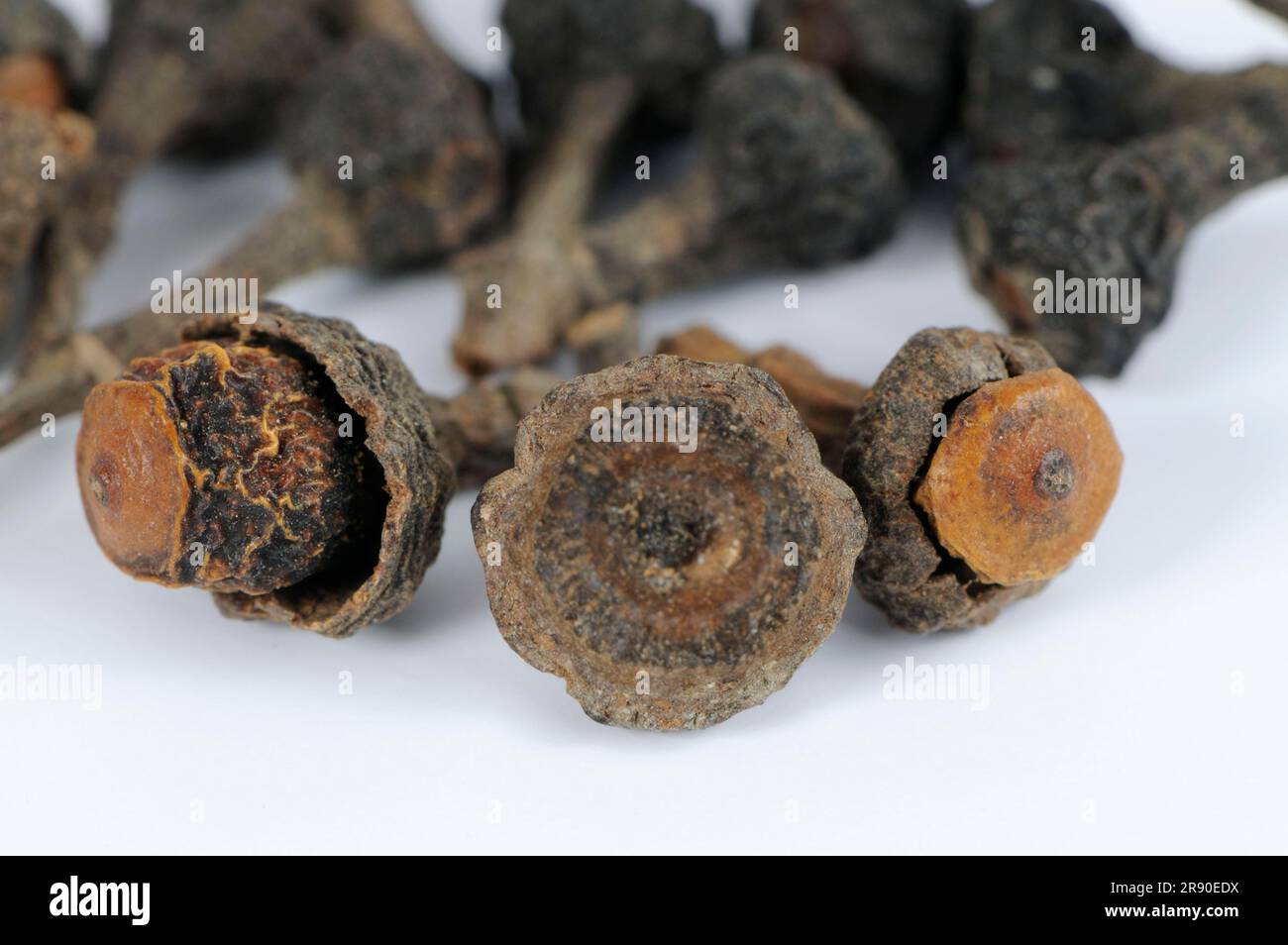 Cinnamon flower (Cinnamomum Stock Photo - Alamy