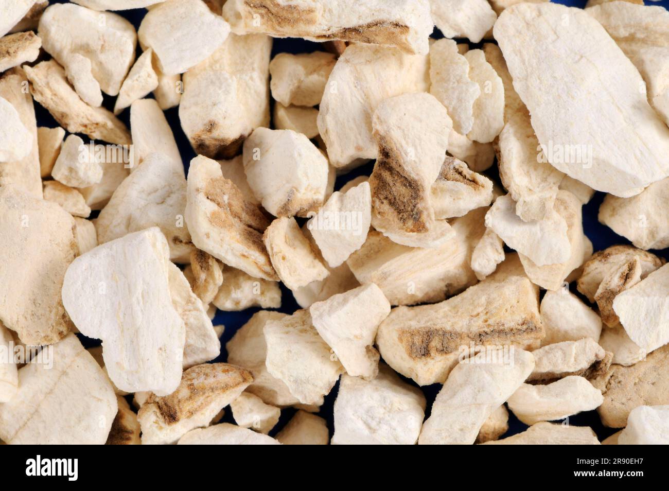 Angelicae dahuricae radix hi-res stock photography and images - Alamy