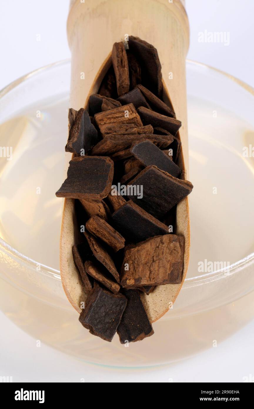 Chinese gutta-percha bark, cup of gutta-percha bark tea (Eucommiae ...