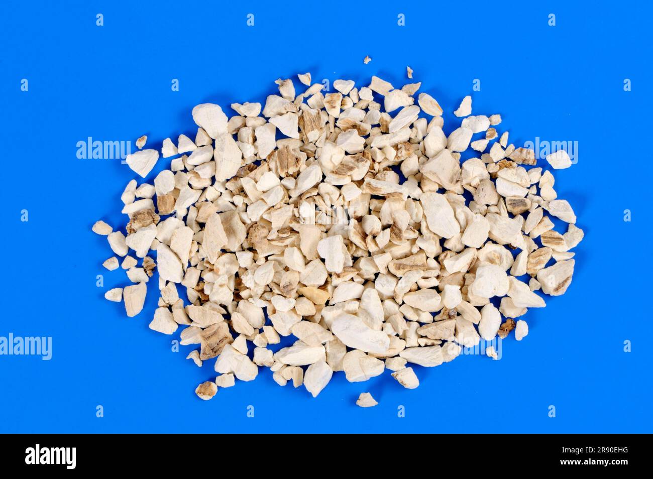 Angelica dahurica root (Angelicae dahuricae Radix), Bai Zhi, cut out ...