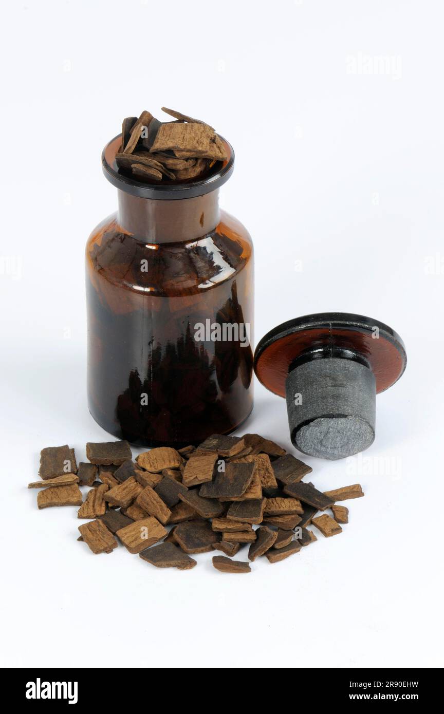 Chinese gutta-percha bark (Eucommiae cortex), Du Zhong, exemplar ...