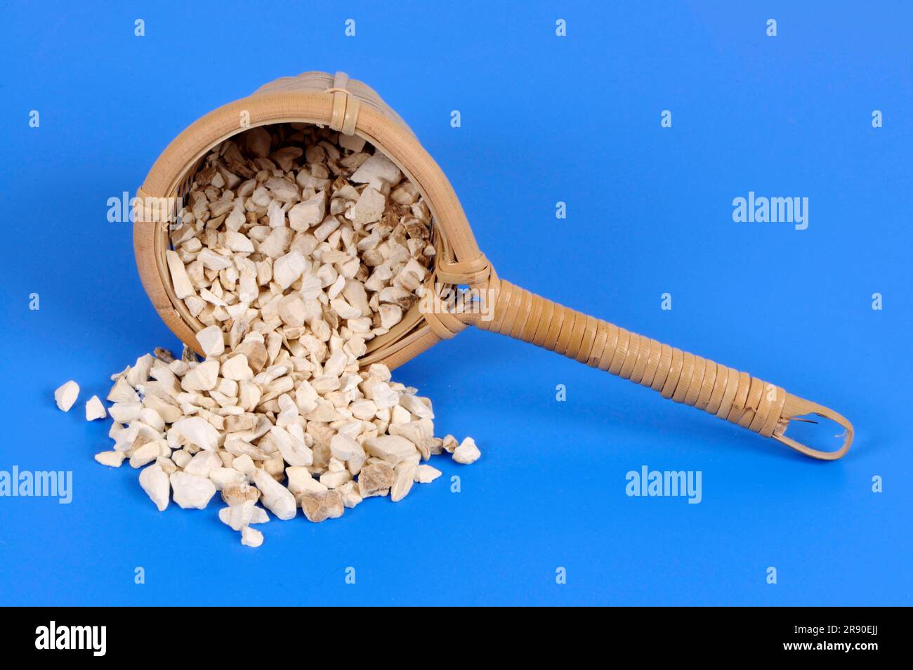 Angelica dahurica root (Angelicae dahuricae Radix), Bai Zhi, cut out ...