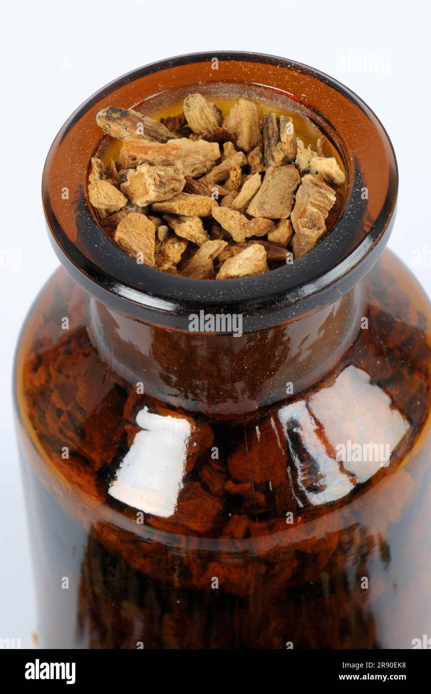 Gentian root (Radix gentianae), bitter root, feverfew, high root Stock ...