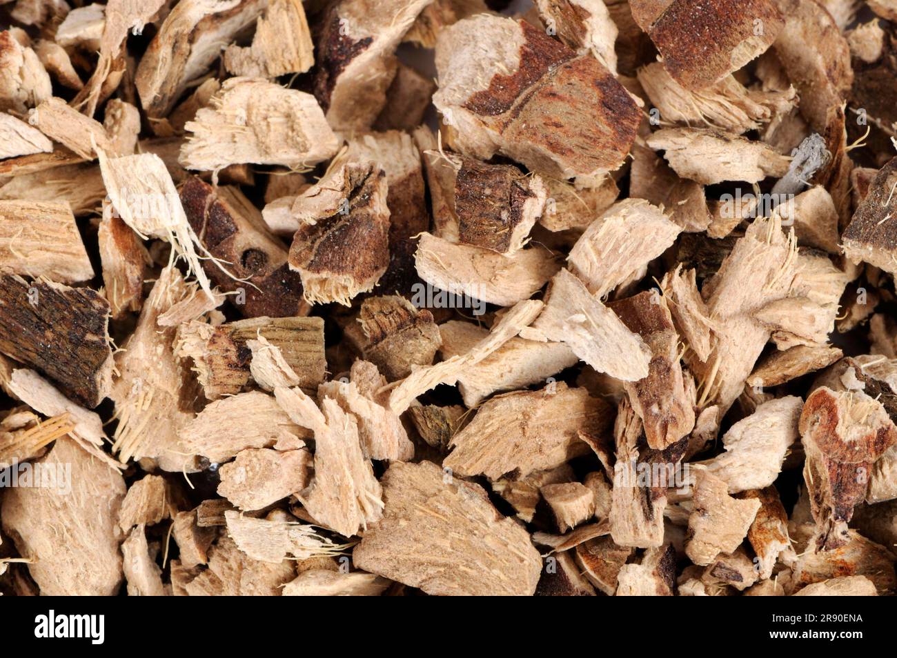 Grass-leaved sweet flag rhizome (Acorus tatarinowii rhizoma), Shi Chang Pu Stock Photo - Alamy