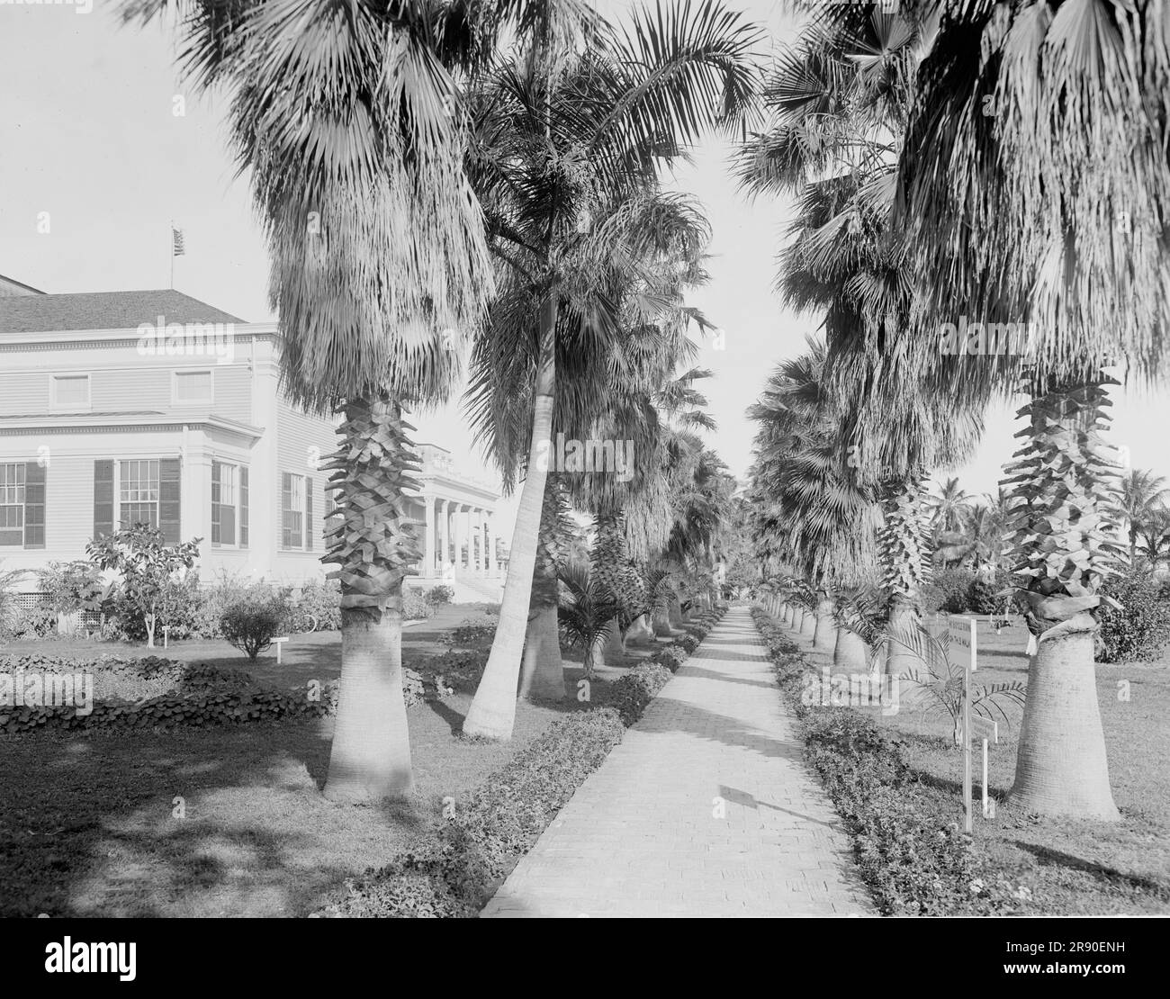 An Avenue of palms, Miami, Fla., c.between 1910 and 1920 Stock Photo ...